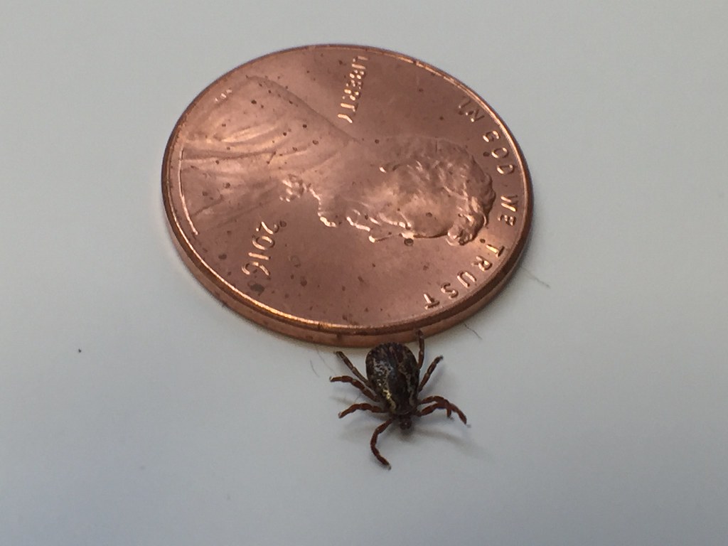 Tick Season Is Here Extension Marketing And Communications