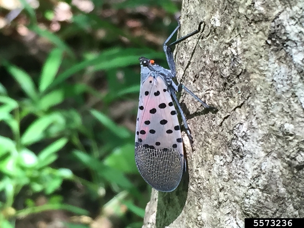 Highly Invasive Insect Pest on the Move | N.C. Cooperative Extension